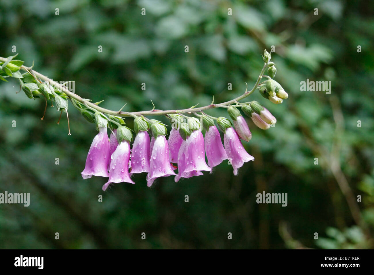 Bell flowers hi-res stock photography and images - Alamy