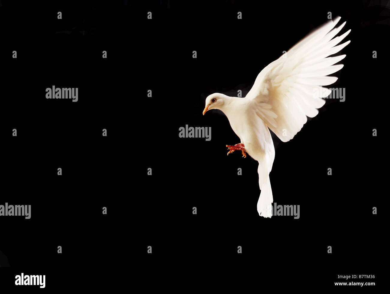 flying white dove isolated on black Stock Photo - Alamy