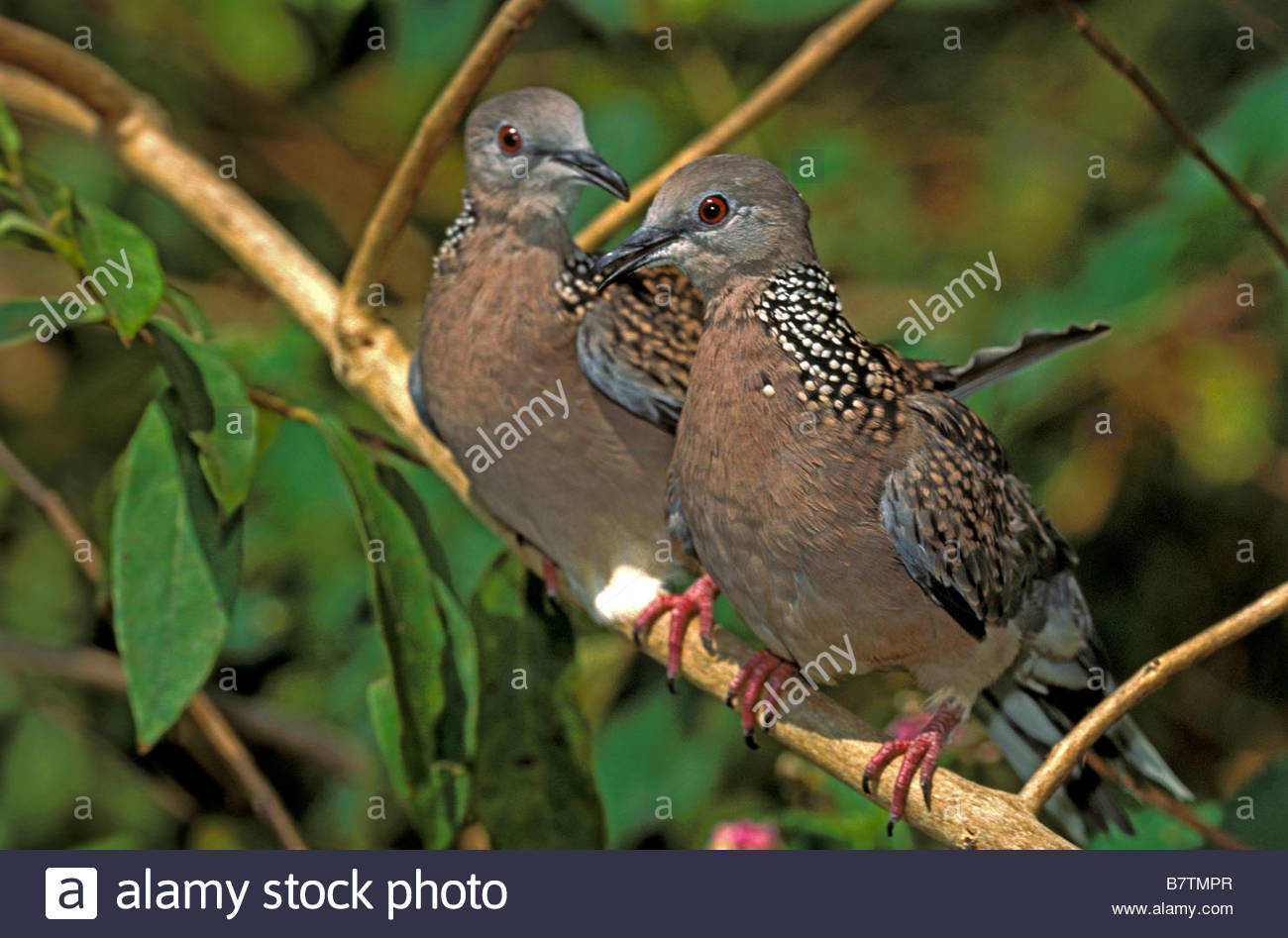 Indian Turtle Dove Stock Photos & Indian Turtle Dove Stock Images - Alamy