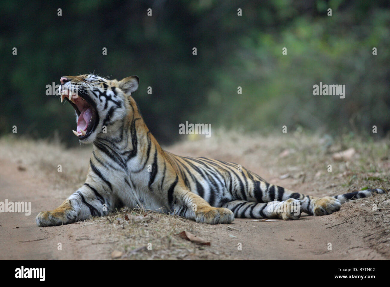Bengal Tiger Panthera tigris lying in the dirt track road and yawning ...
