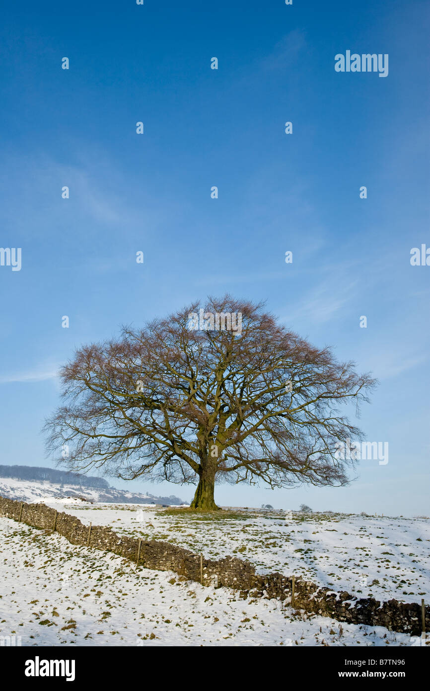 Beech tree in winter Stock Photo - Alamy