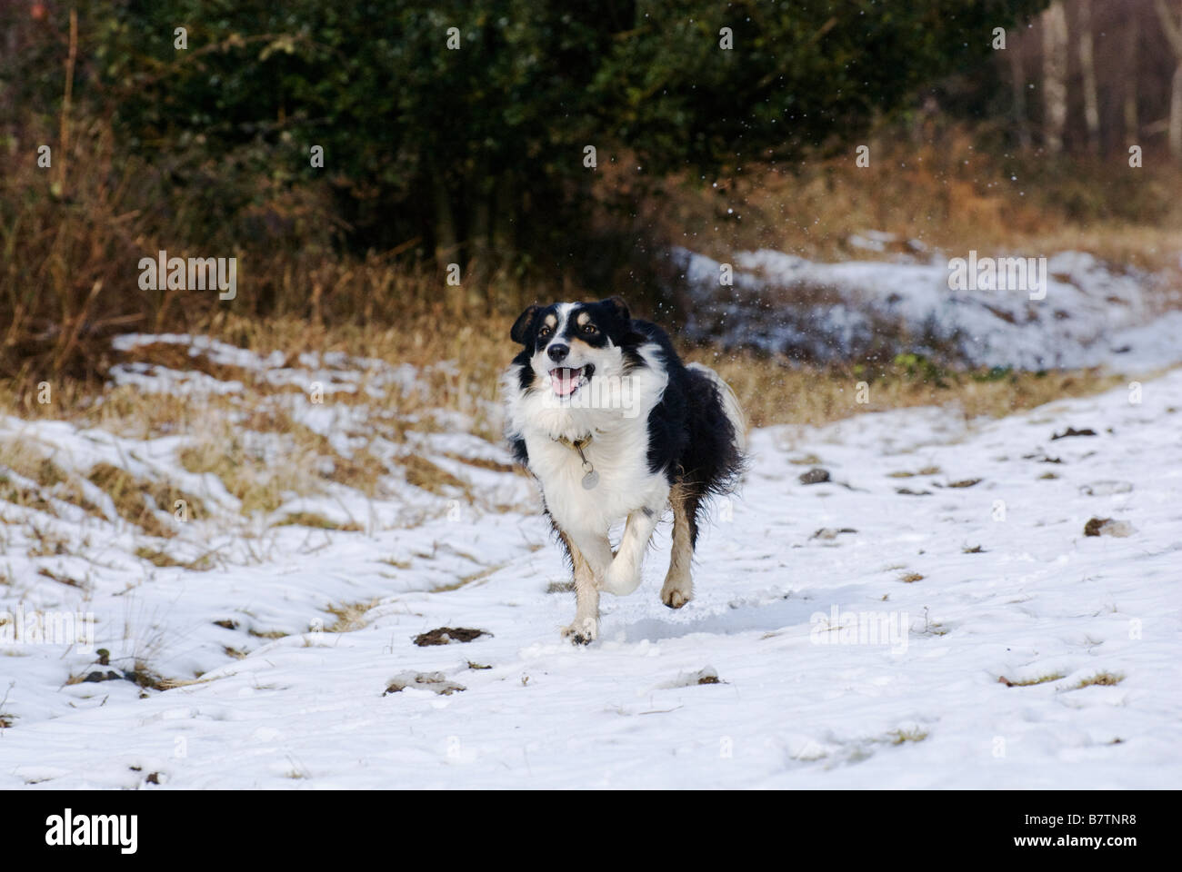 border collie running in snow Stock Photo - Alamy