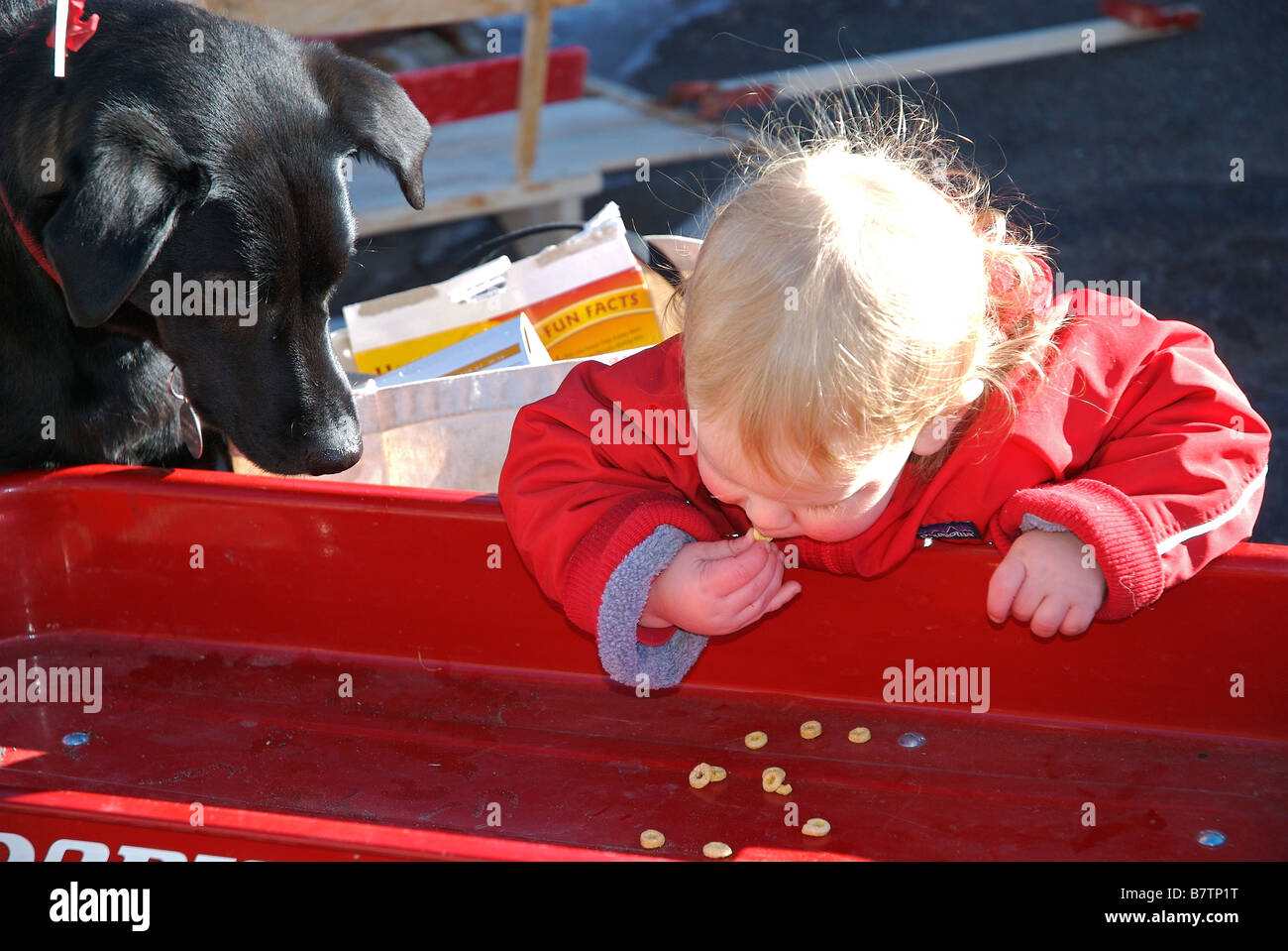 a little boy eats Cheerios out of his wagon while his black labrador ...
