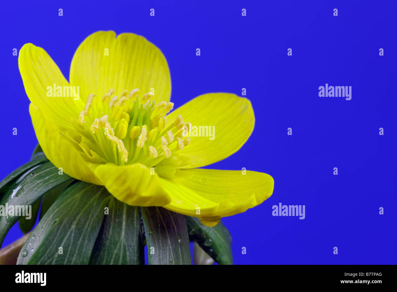 Eranthis flower hi-res stock photography and images - Alamy