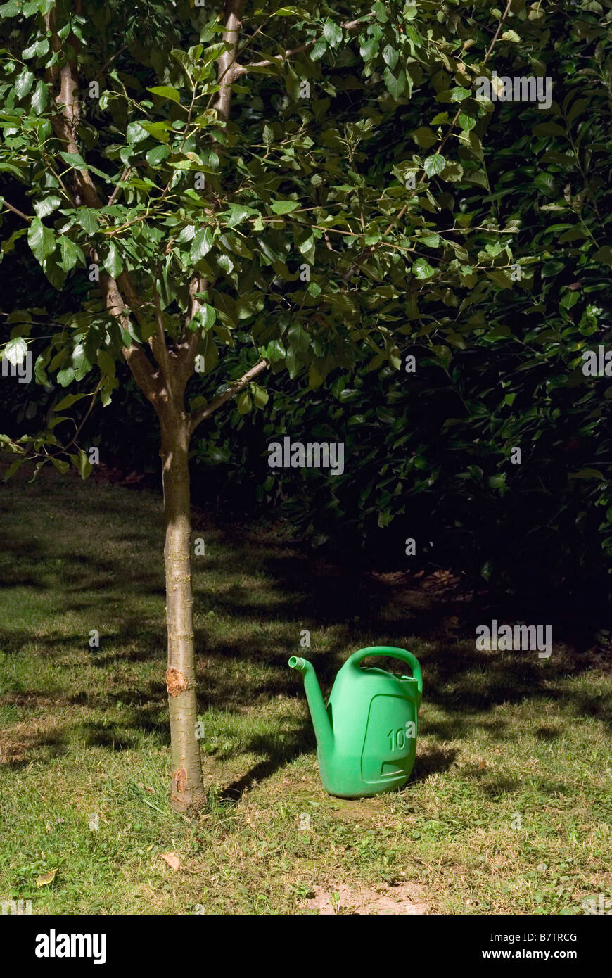 Watering newly planted tree garden hi-res stock photography and images ...