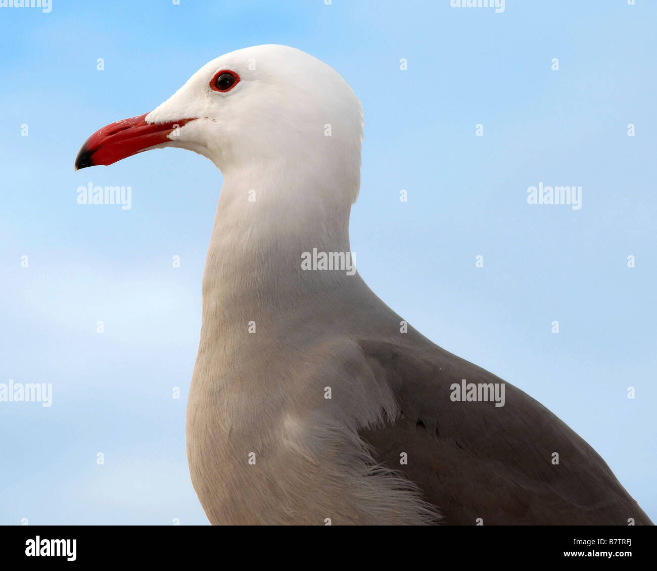 seagull in profile Stock Photo - Alamy