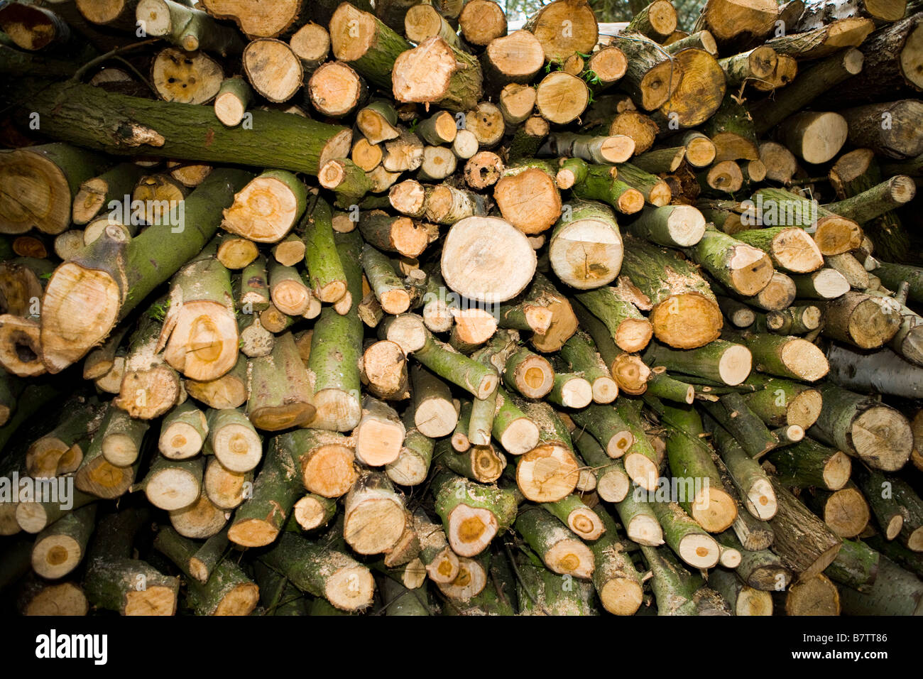 Big pile of logs hi-res stock photography and images - Alamy