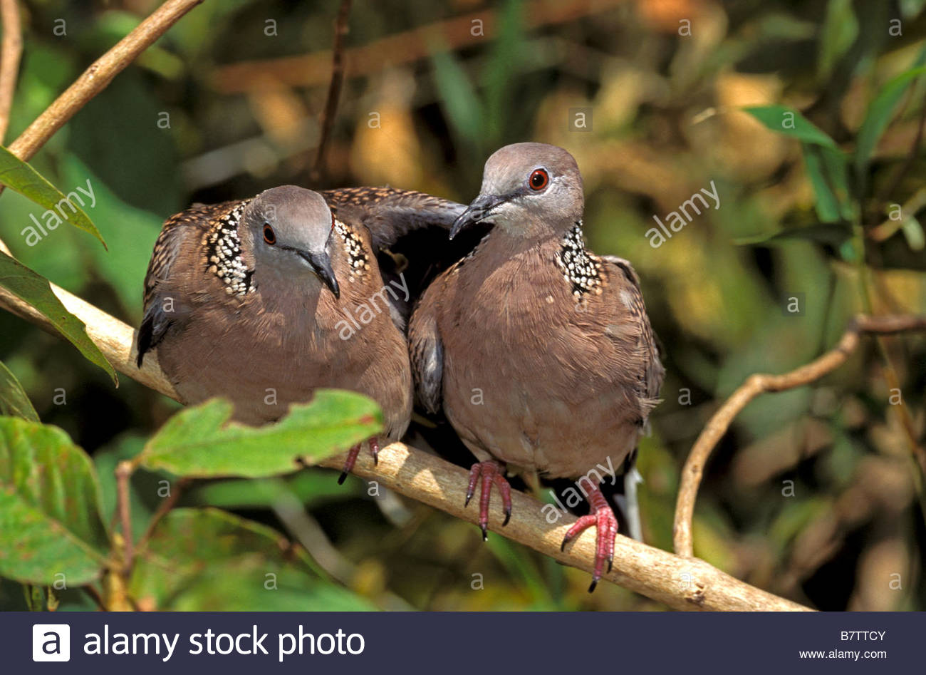 Indian Turtle Dove Stock Photos & Indian Turtle Dove Stock Images - Alamy