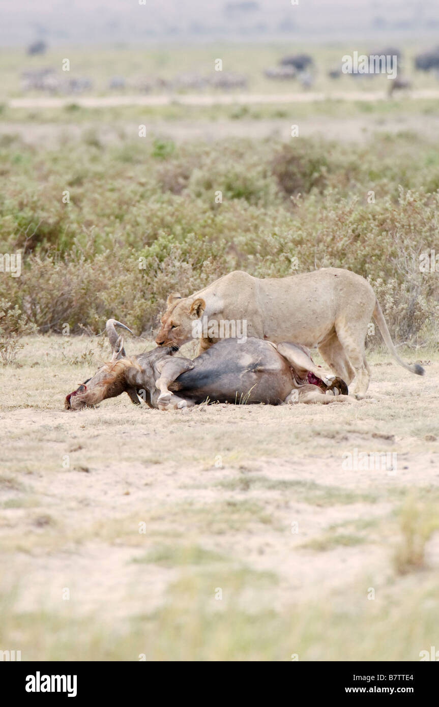 Flesh eating animals hi-res stock photography and images - Alamy