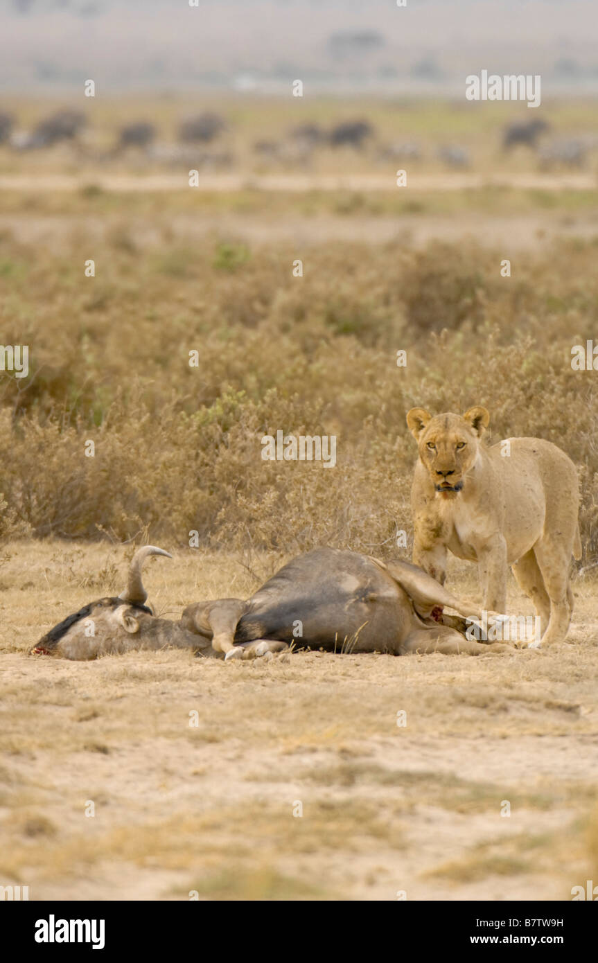 Group of dead wildebeest hi-res stock photography and images - Alamy