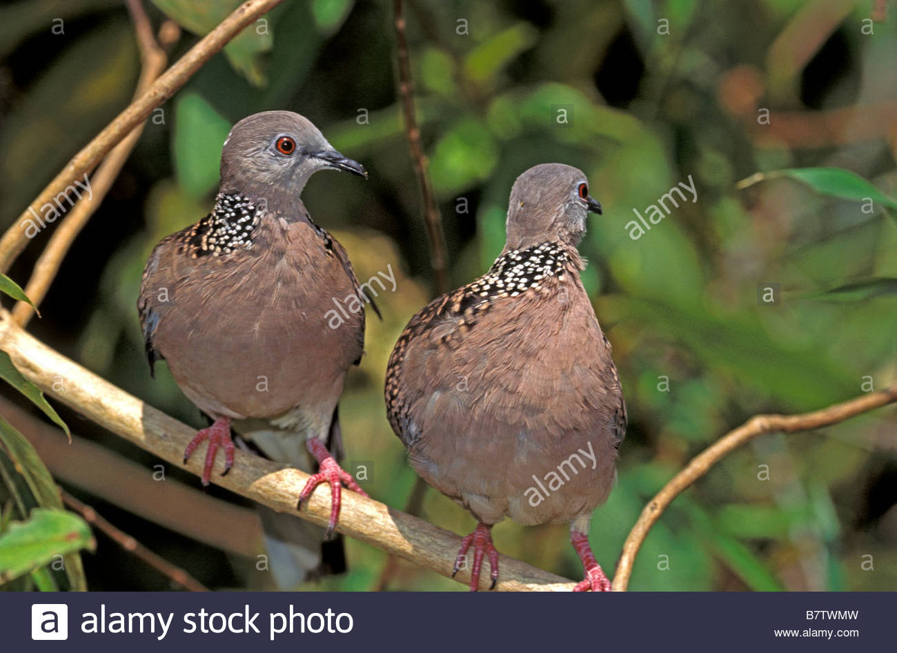 Indian Turtle Dove Stock Photos & Indian Turtle Dove Stock Images - Alamy