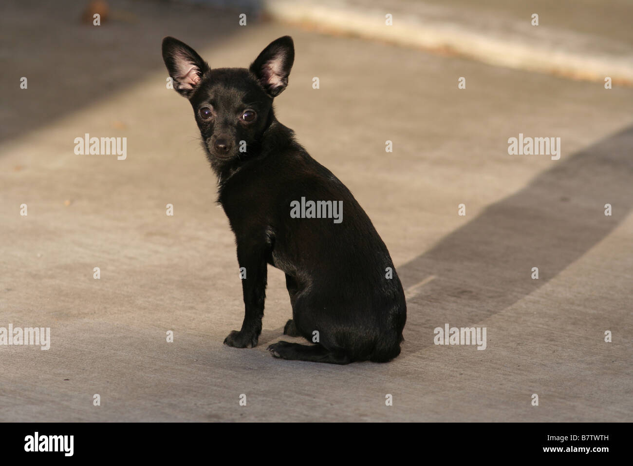 a young black dog looking lost Stock Photo - Alamy