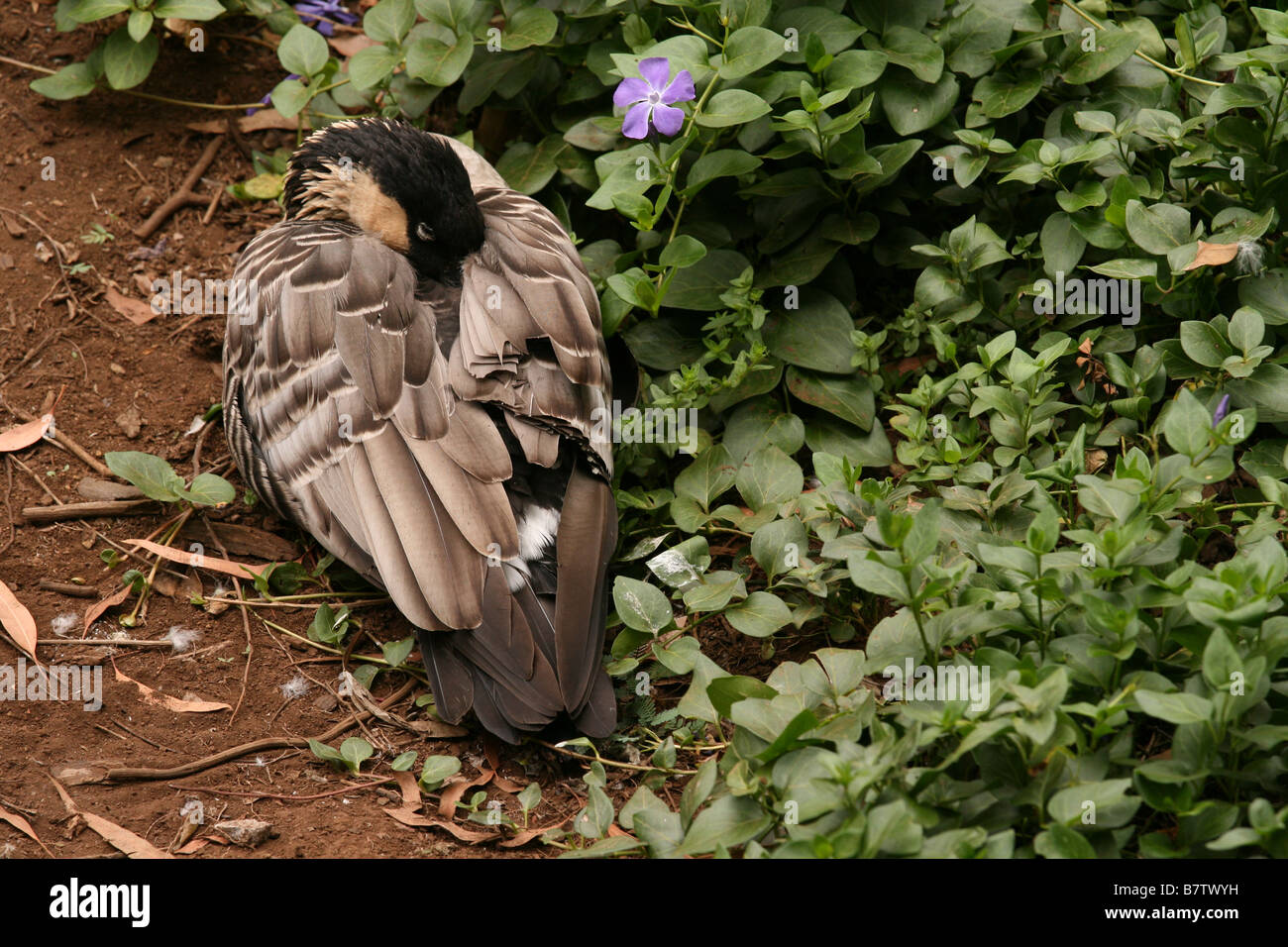 an endangered Hawaiin Goose or Nene (Branta sandvicensis), in captivity ...