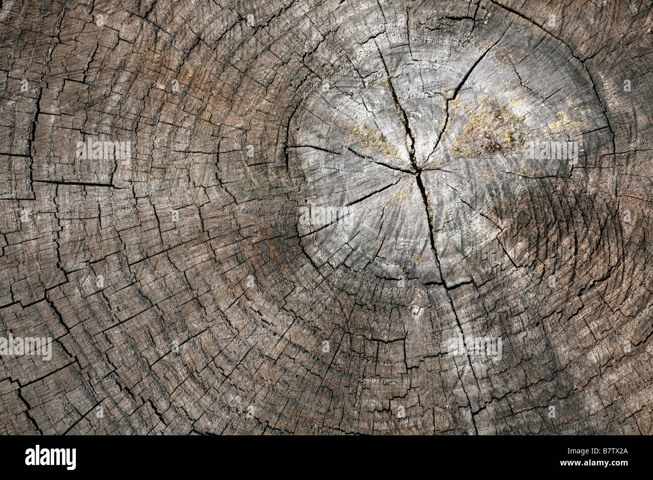 View from the top of a dead tree trunk Stock Photo - Alamy