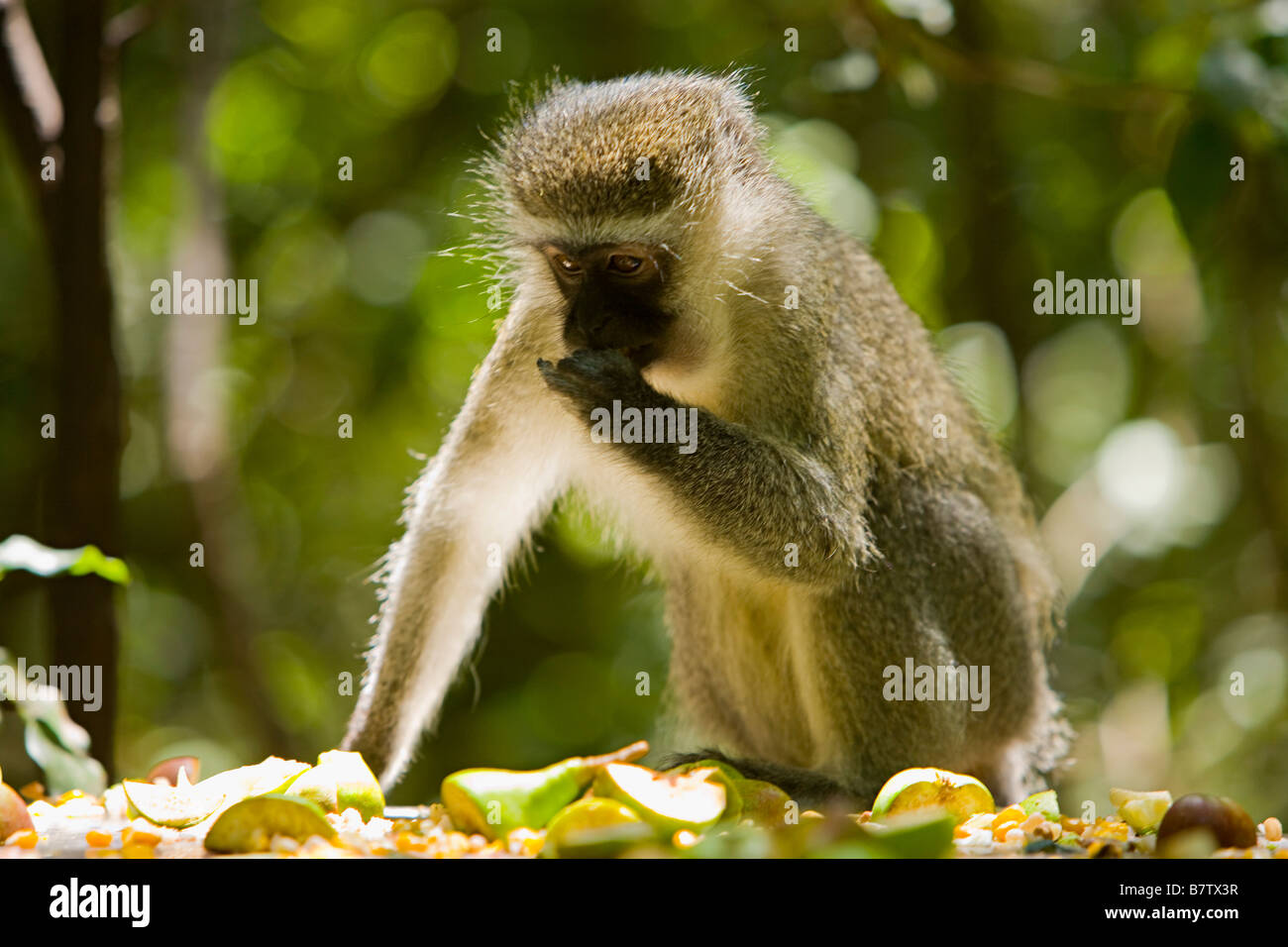 Black faced Vervet monkey, Cercopithecus (aethiops). South Africa Stock ...