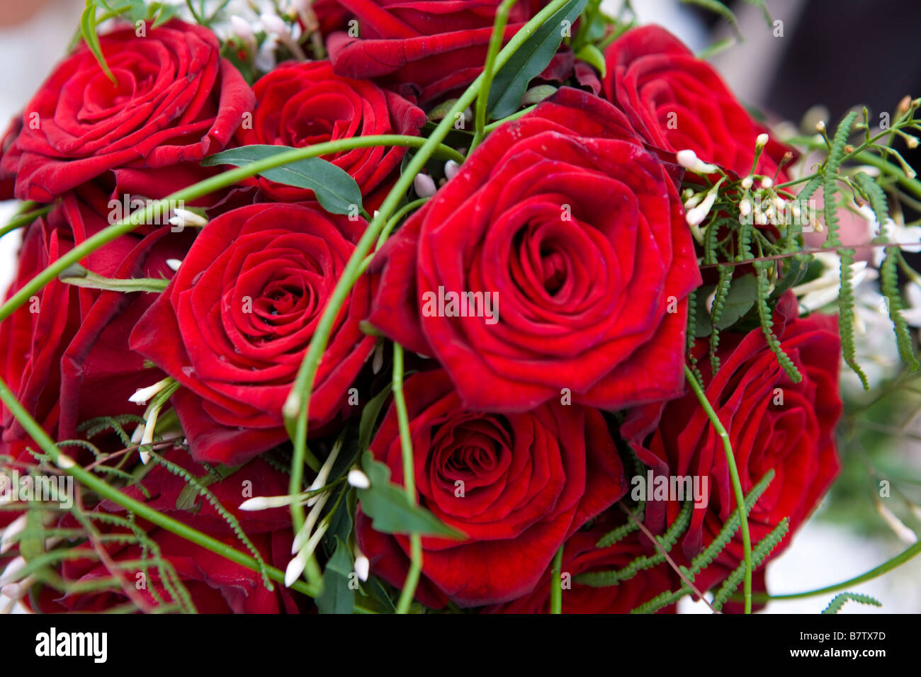 Beautiful roses on the wedding day Stock Photo - Alamy