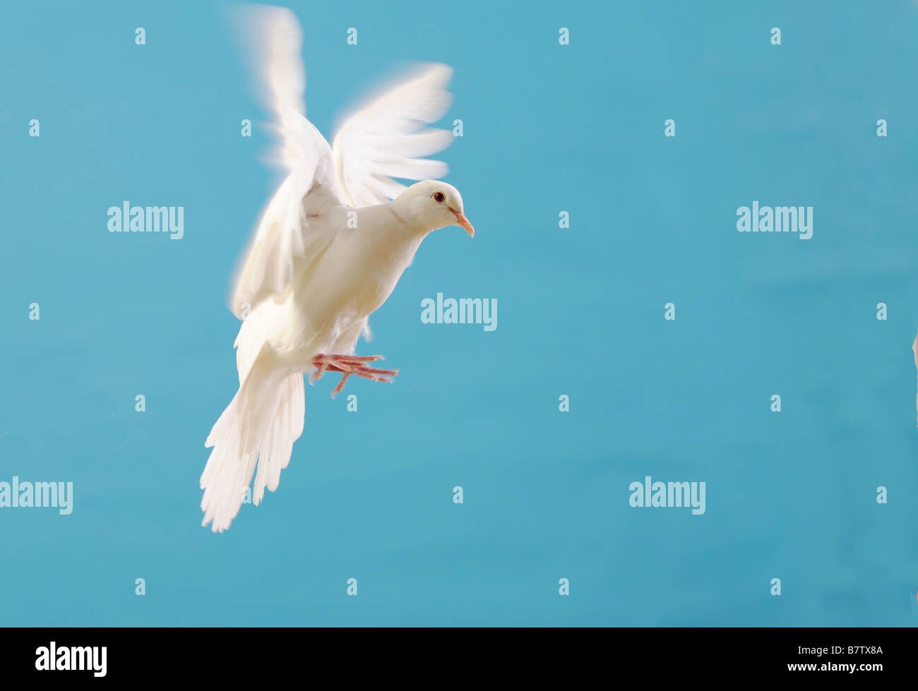 White dove flying blue sky hi-res stock photography and images - Alamy
