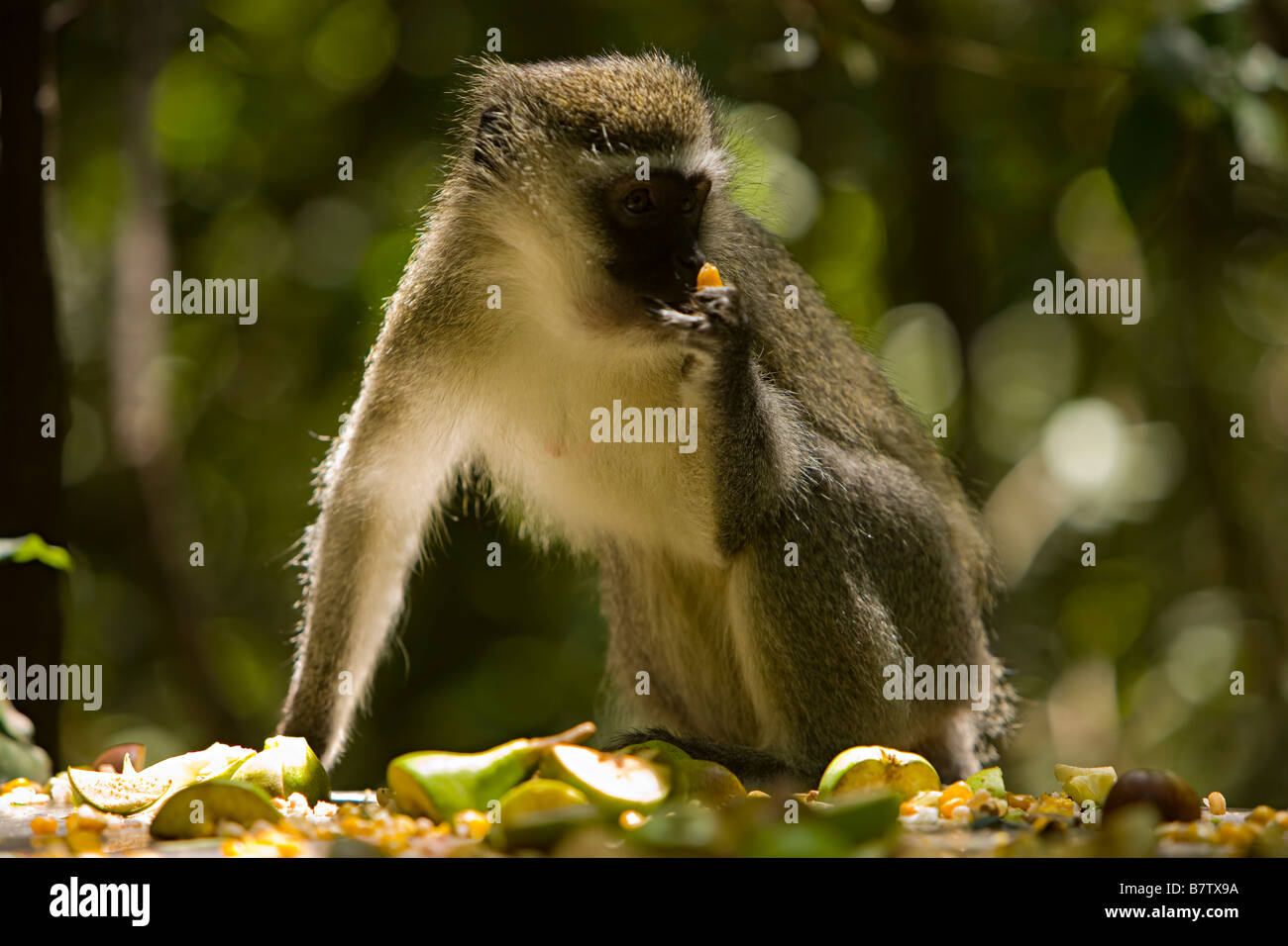 Black faced Vervet monkey, Cercopithecus (aethiops). South Africa Stock ...
