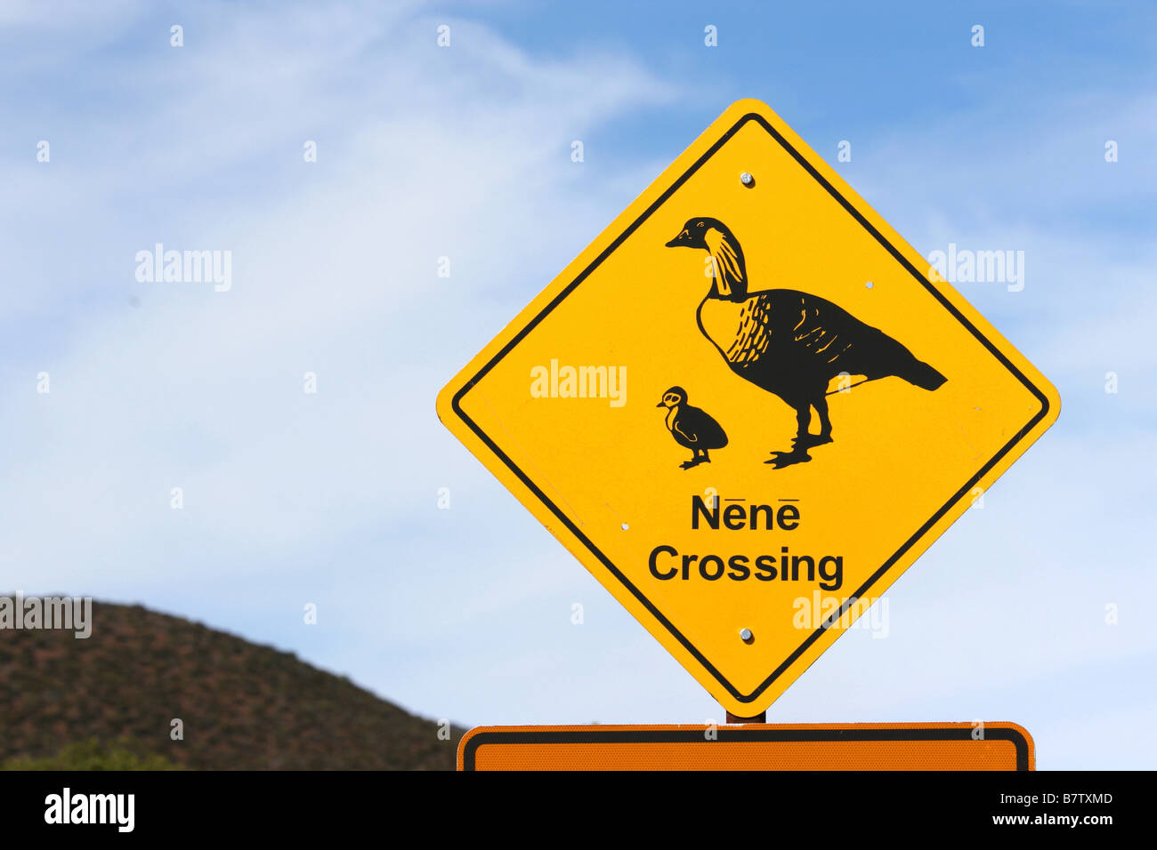 nene crossing road sign in haleakala national park in maui,hawaii Stock ...