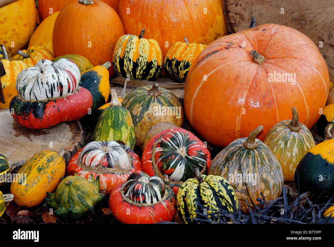 Cucurbitaceae Pumpkin