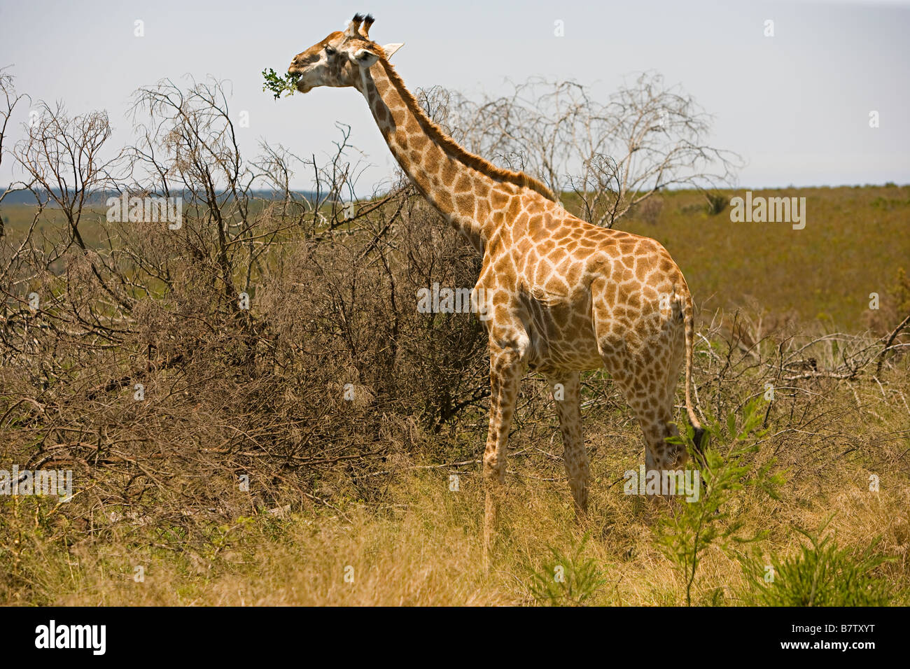 Giraffe eating leaves from tree hi-res stock photography and images - Alamy