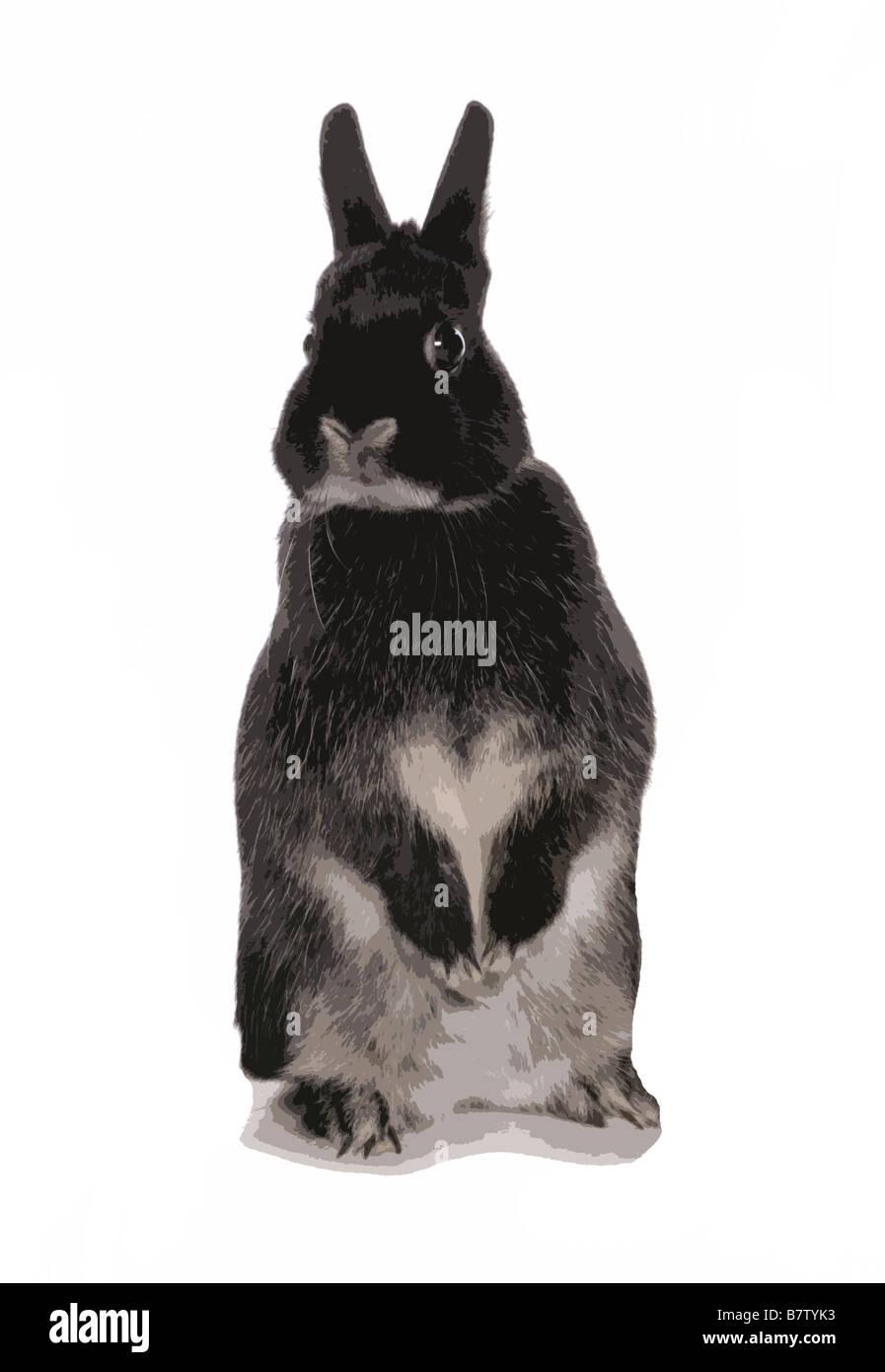 black and grey rabbit popart portrait illustration Stock Photo - Alamy