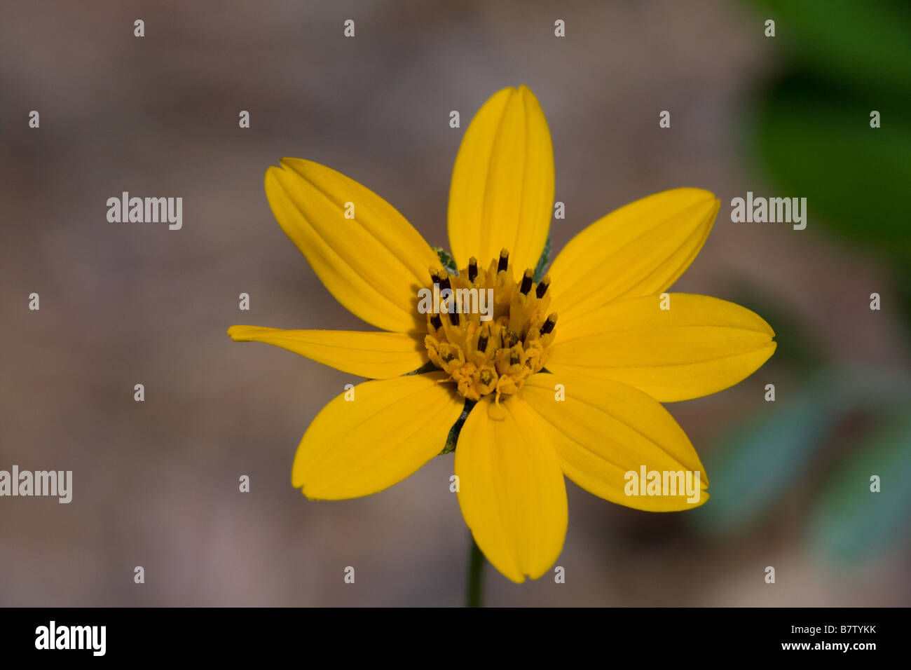 Yellow flower eight petals hi-res stock photography and images - Alamy