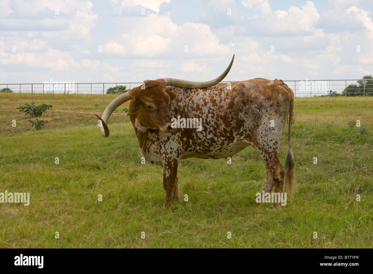 Longhorn ranch hi-res stock photography and images - Alamy