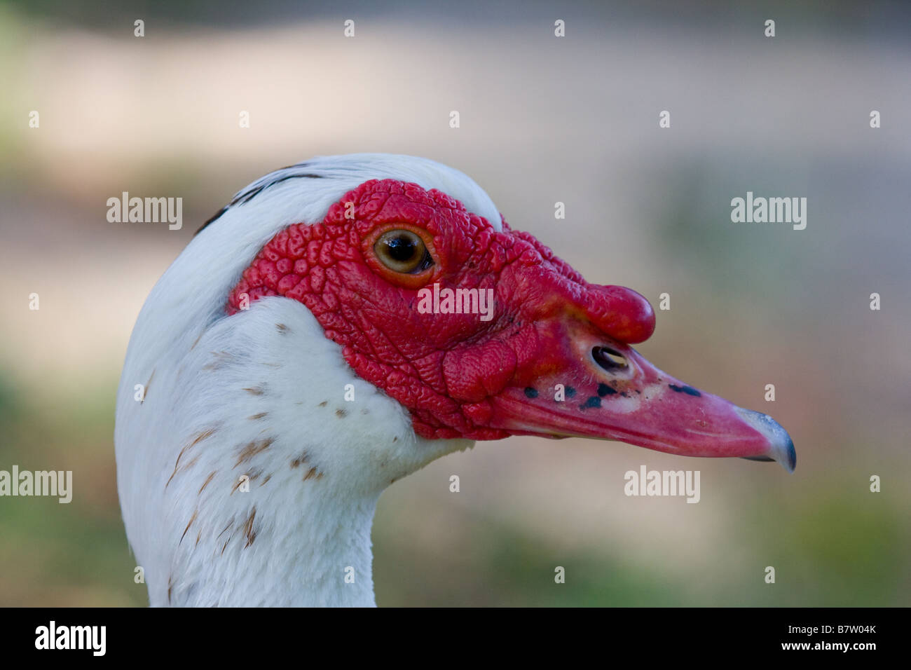 Bird profile head hi-res stock photography and images - Alamy