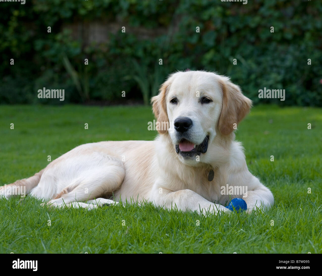 Golden retriever lying down hi-res stock photography and images - Alamy