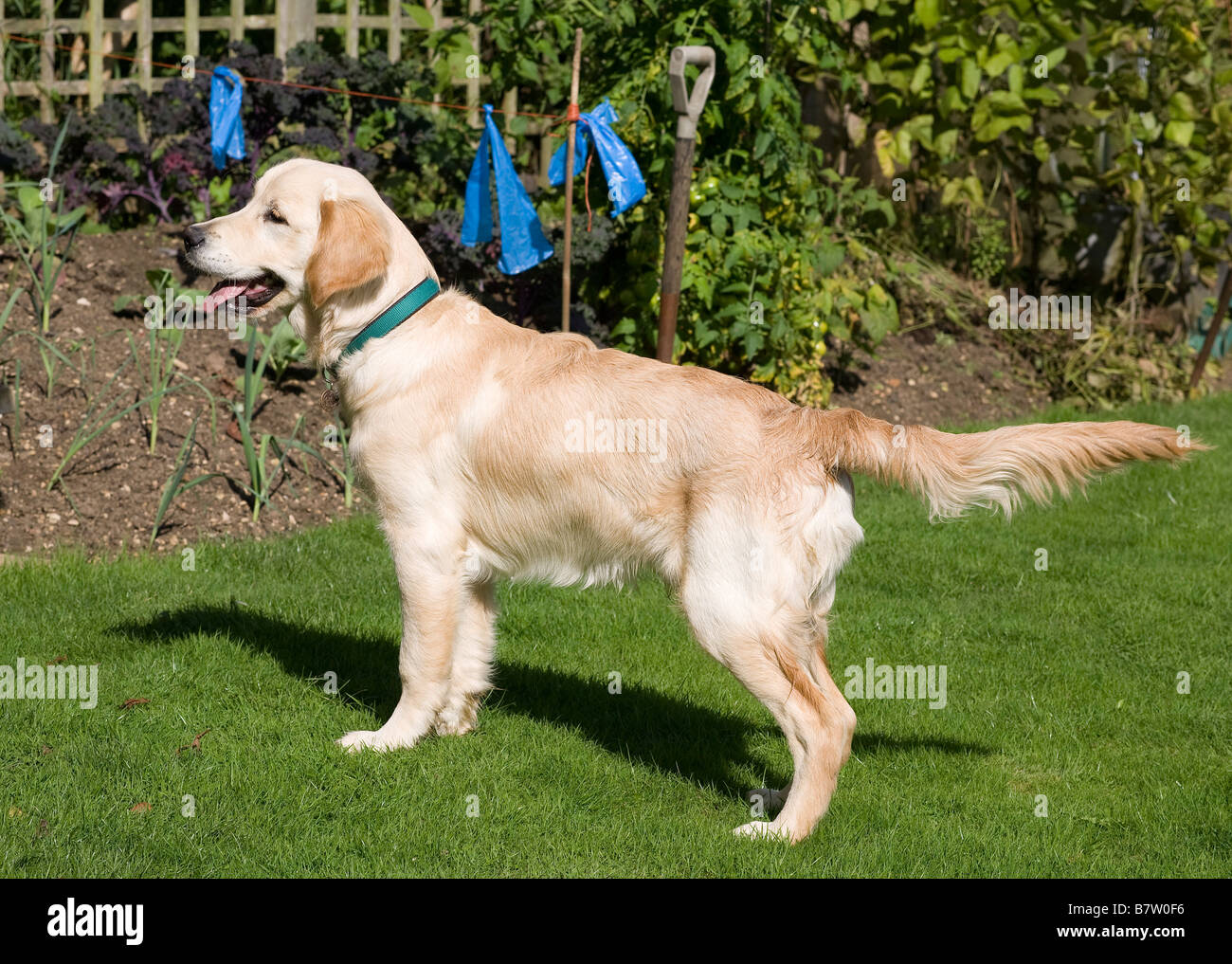 Xylo hi-res stock photography and images - Alamy