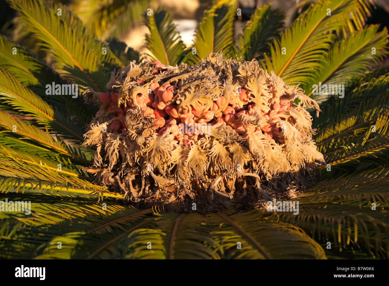 Palm tree seeds hi-res stock photography and images - Alamy
