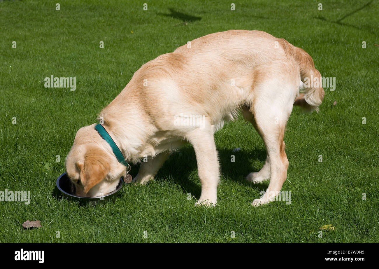 Xylo, Yorkbeach Sandglass, a puppy in training with Dogs for the ...