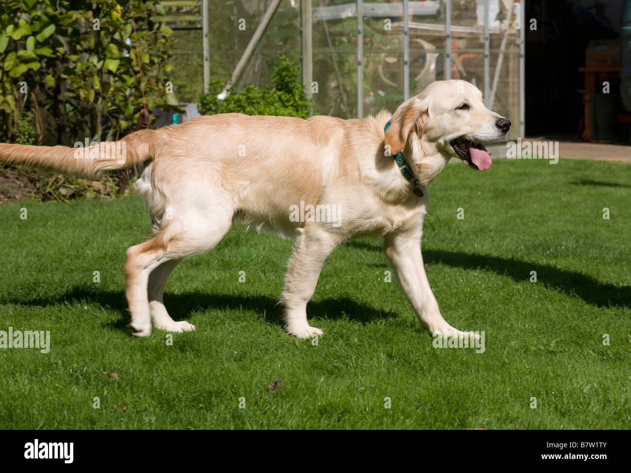 Xylo, Yorkbeach Sandglass, a puppy in training with Dogs for the ...
