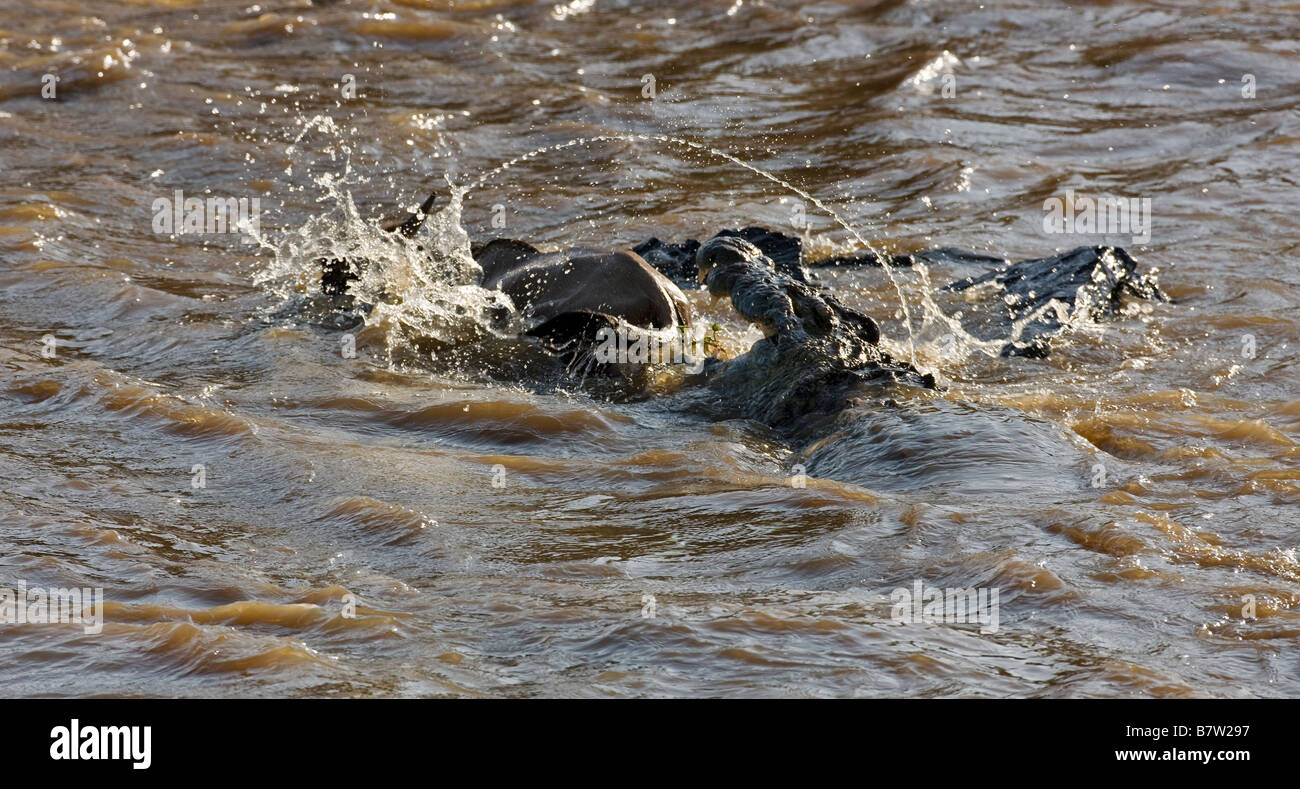 Nile crocodile attack hi-res stock photography and images - Alamy