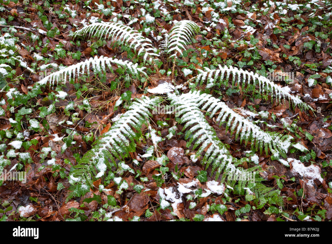 Irish fern hi-res stock photography and images - Alamy