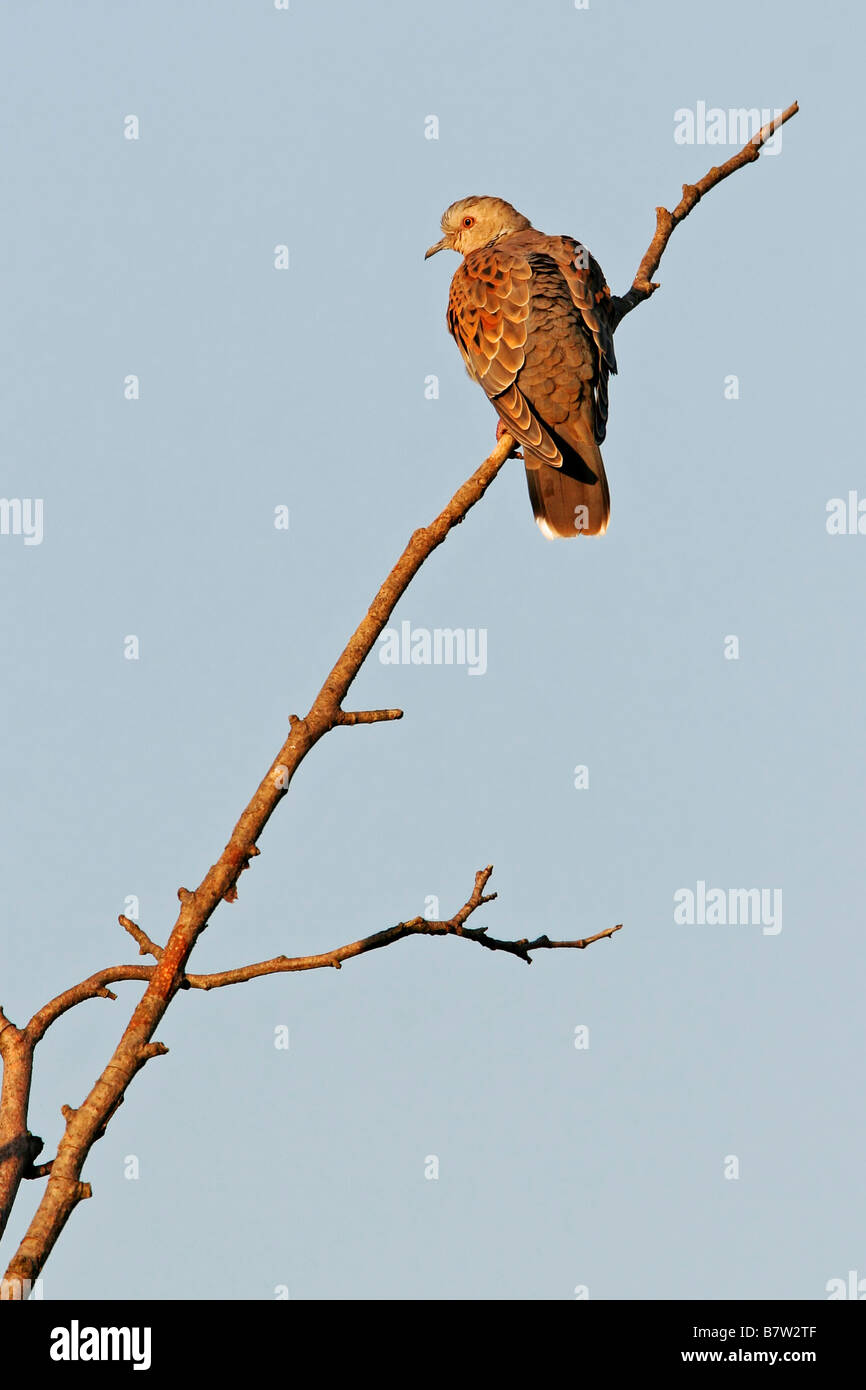 turtle dove (Streptopelia turtur), sitting on a branch, Germany ...