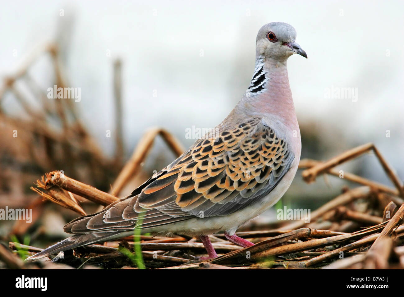 turtle dove (Streptopelia turtur), sitting on the ground, Germany ...