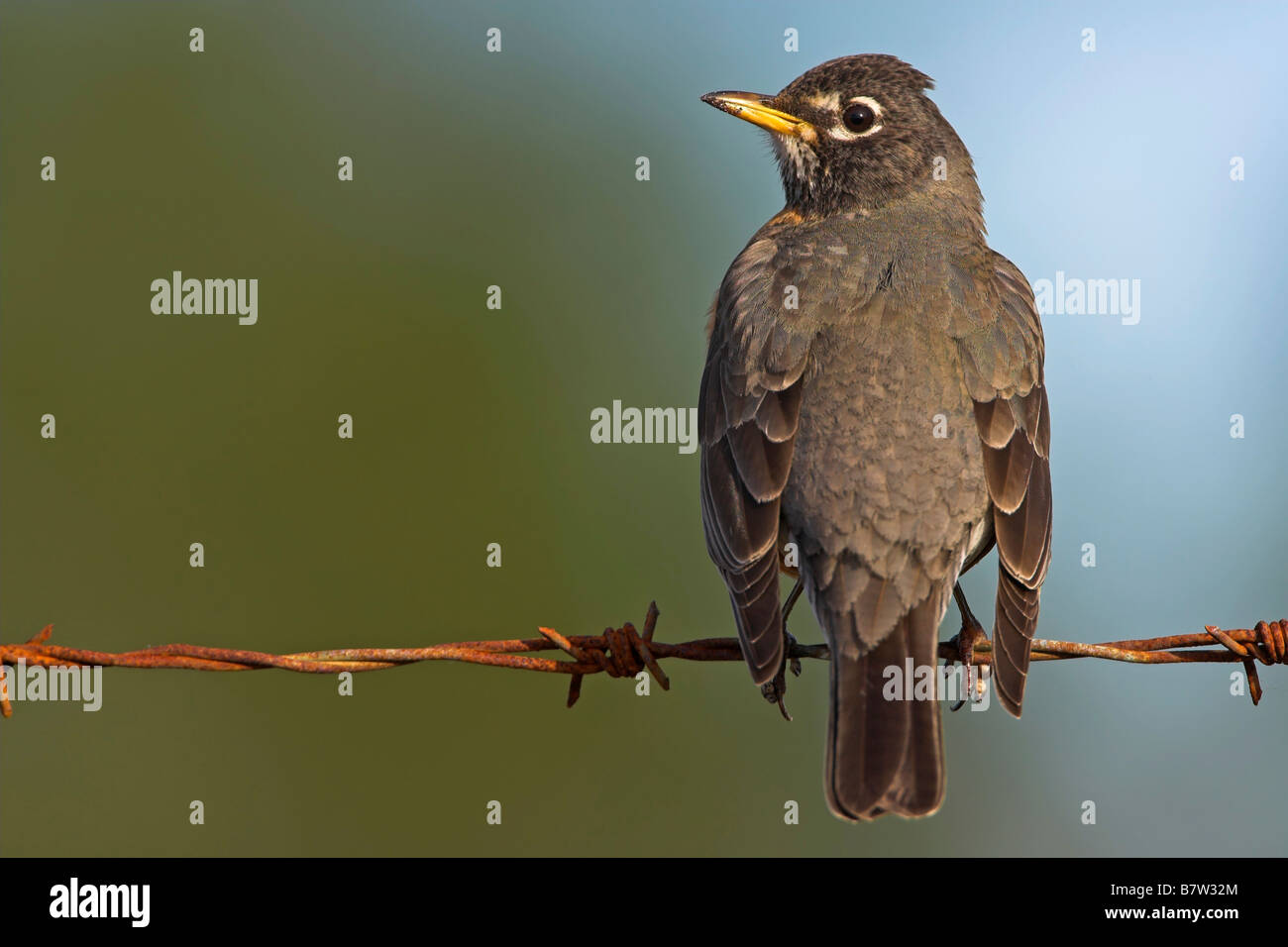 Robin rear view hi-res stock photography and images - Alamy