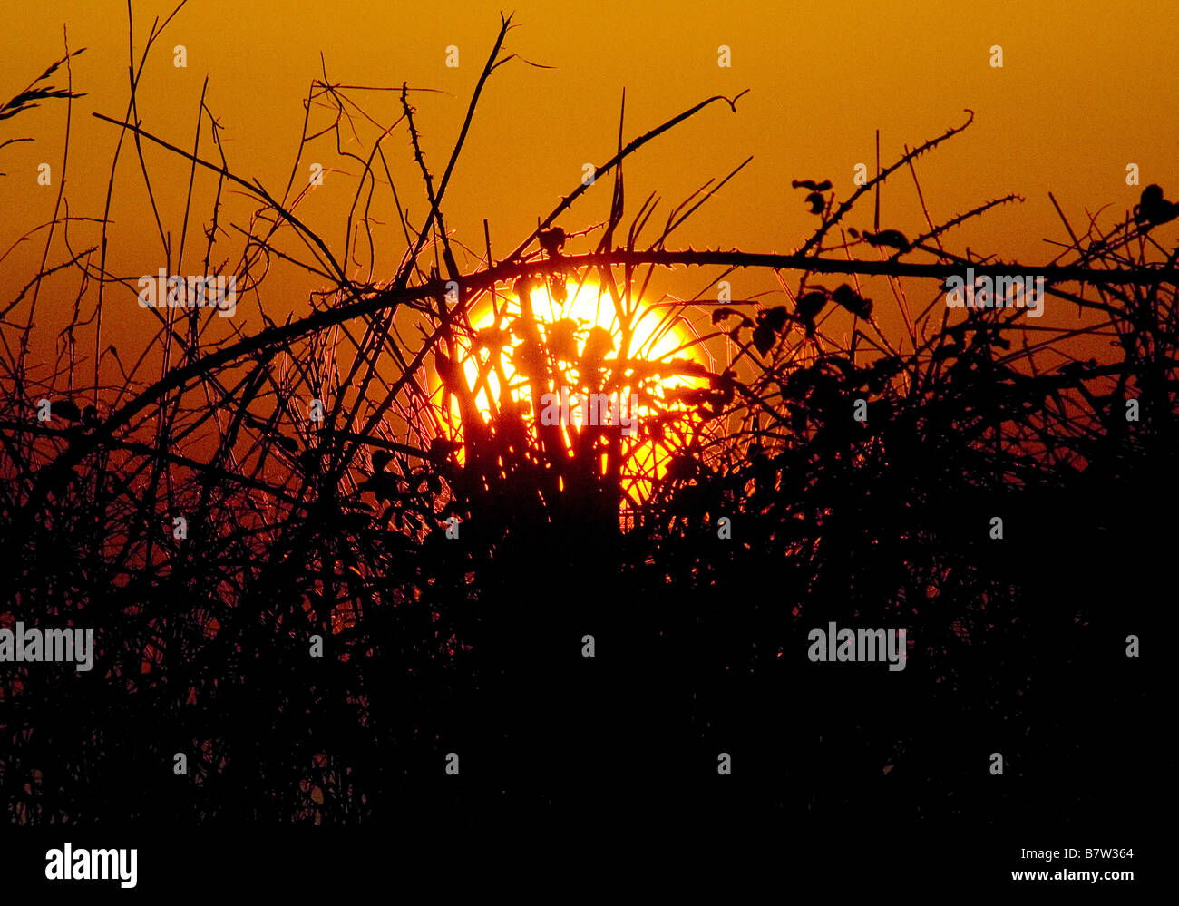 Bramble hedge hi-res stock photography and images - Alamy