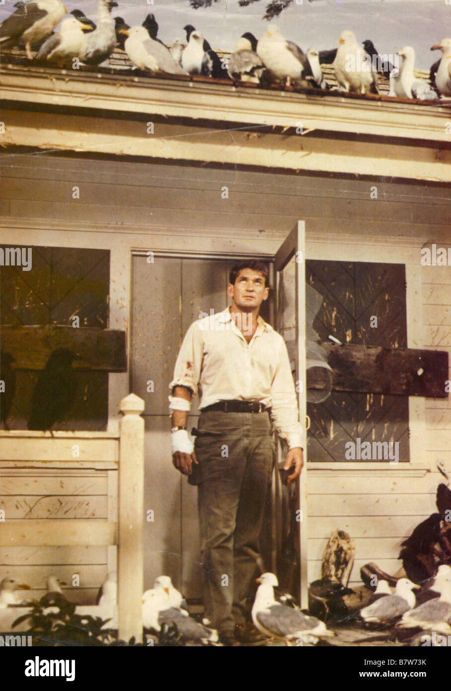 Alfred hitchcock rod taylor birds hi-res stock photography and images ...