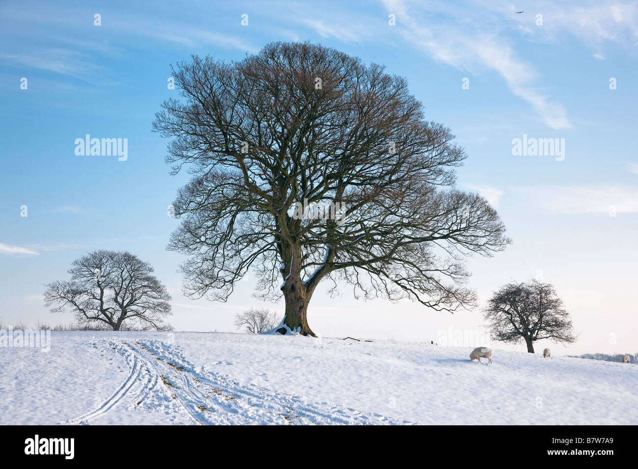 Sycamore tree, Acer pseudoplatanus, Peak District National Park, winter ...