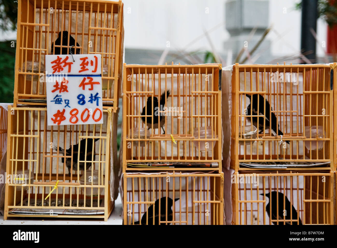 Yuen po street hi-res stock photography and images - Alamy