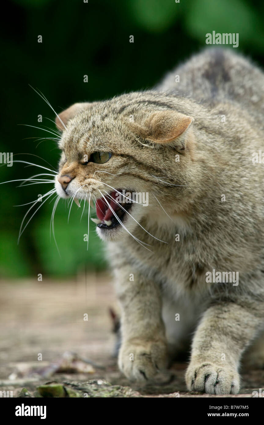Scottish Wildcat (Felis sylvestris) snarling Stock Photo - Alamy