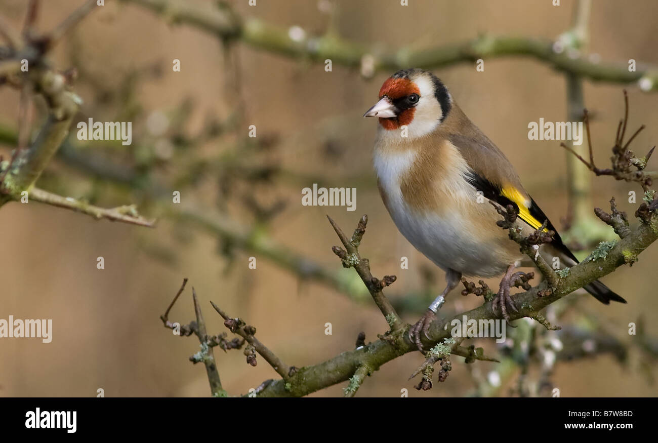 Common finch in tree hi-res stock photography and images - Alamy