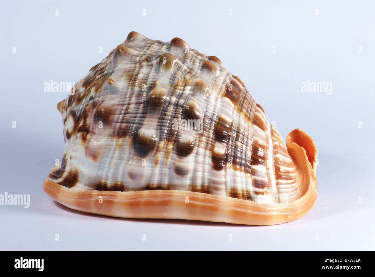 Conch shell mouth hi-res stock photography and images - Alamy