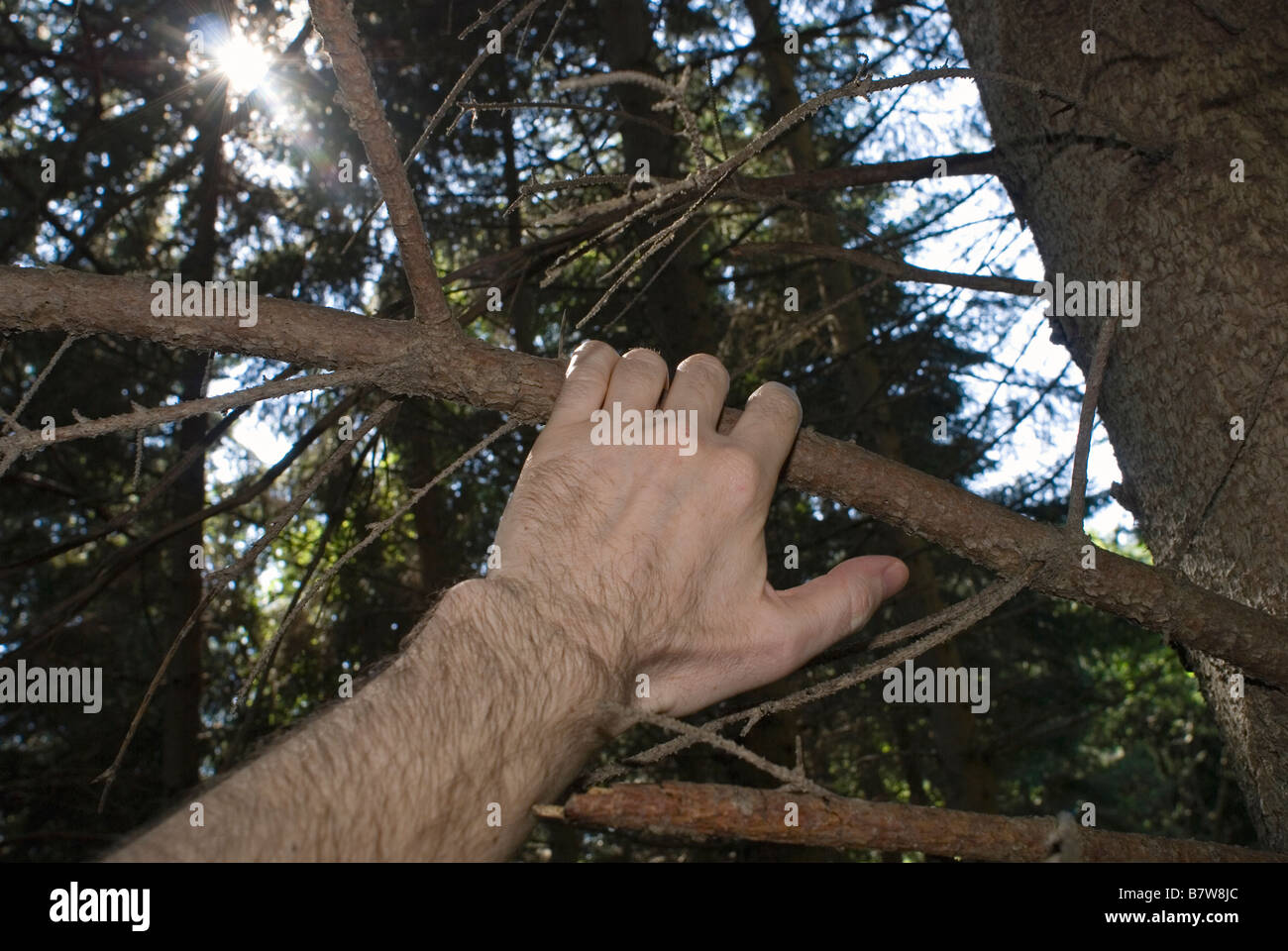 hand in the forest Stock Photo - Alamy