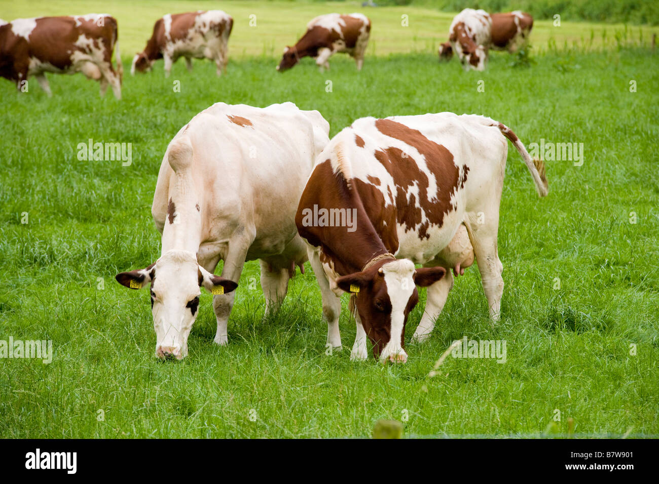 Guernsey milk cows hi-res stock photography and images - Alamy