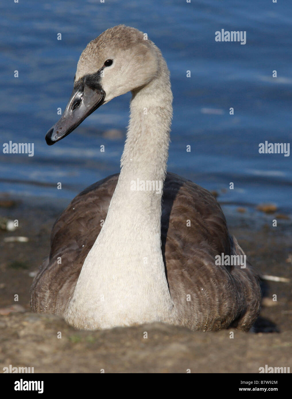 Cignet hi-res stock photography and images - Alamy