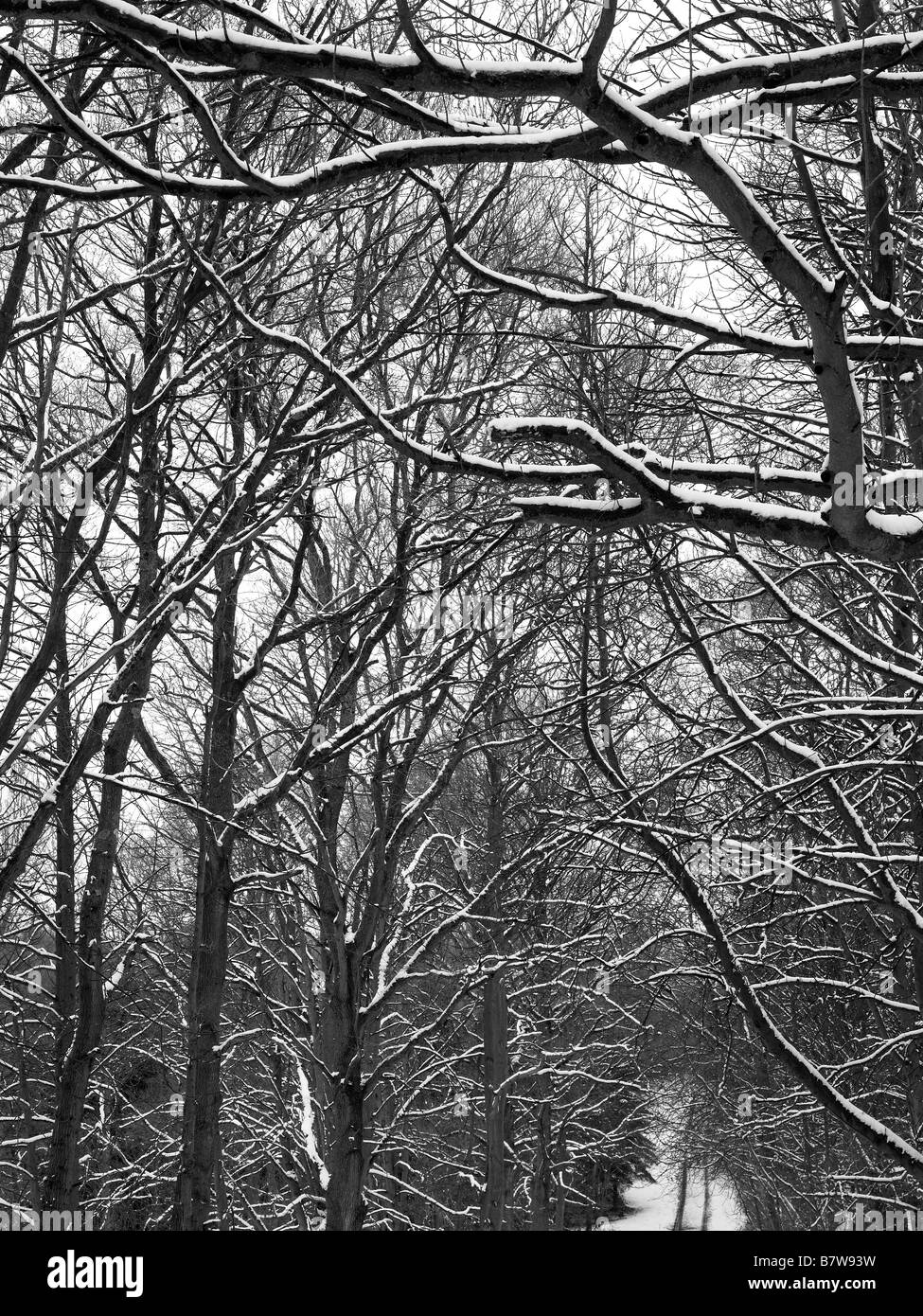 Black and white branches hi-res stock photography and images - Alamy